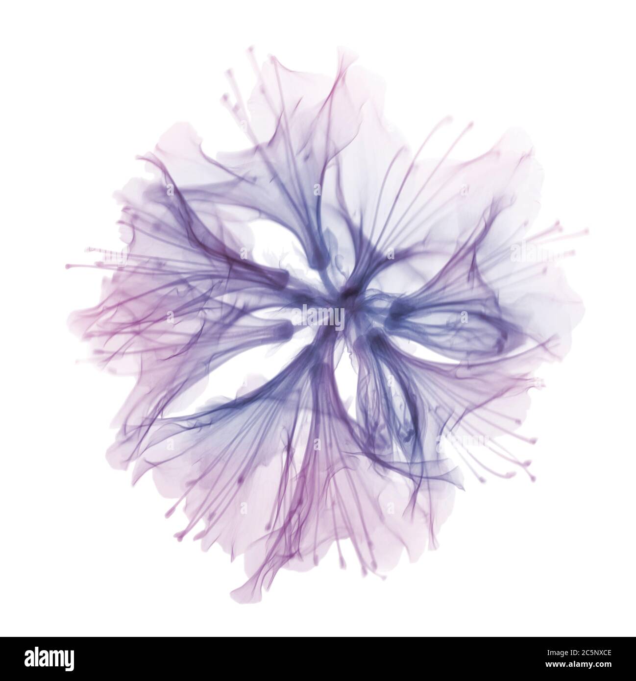 Blue Danube (Azalea japonica), coloured X-ray Stock Photo - Alamy