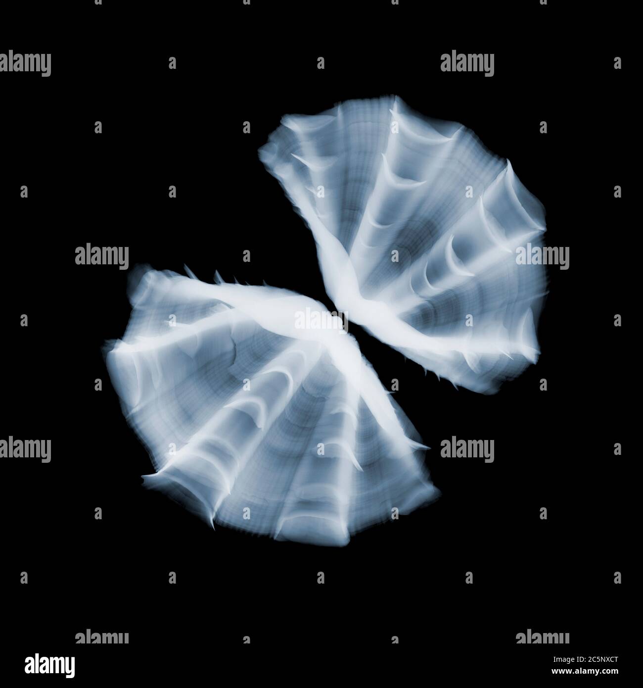 Seashells, coloured X-ray Stock Photo - Alamy