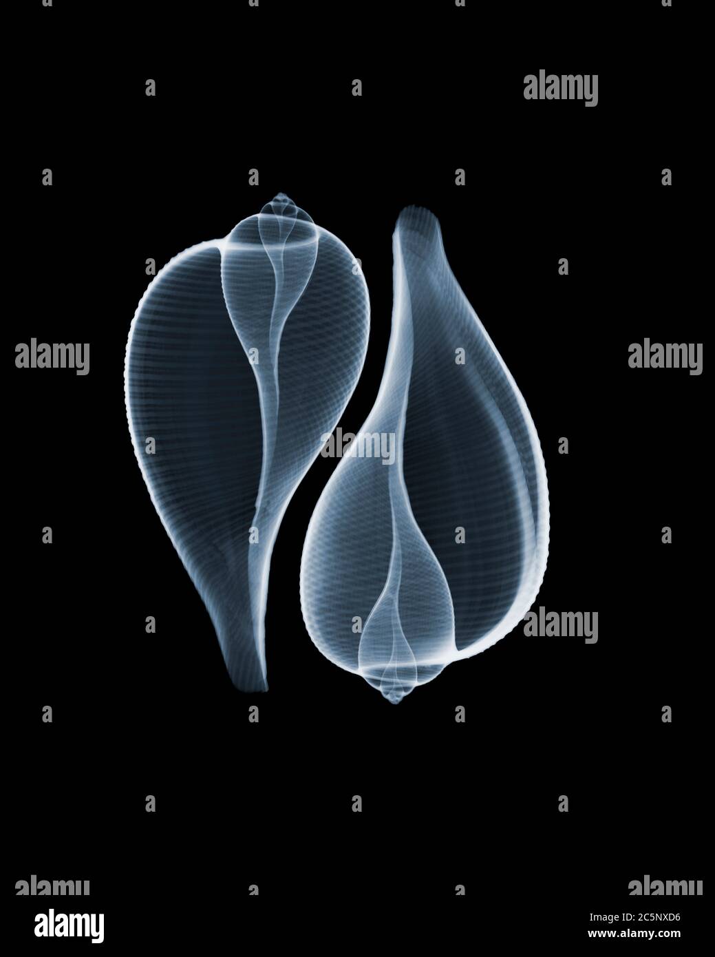 Sea snail shells (Ficus communis), coloured X-ray Stock Photo - Alamy
