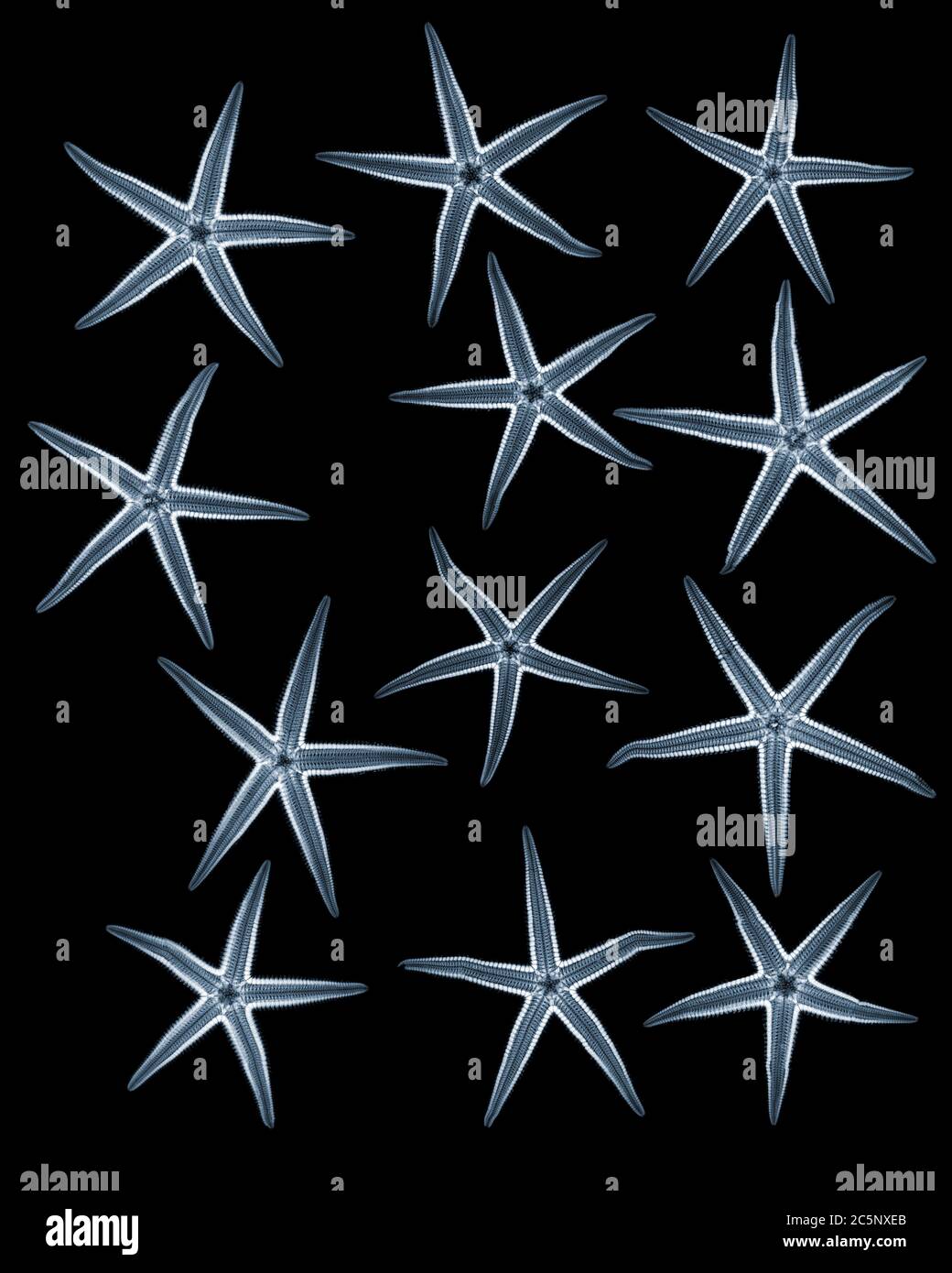 X ray starfish hi-res stock photography and images - Alamy