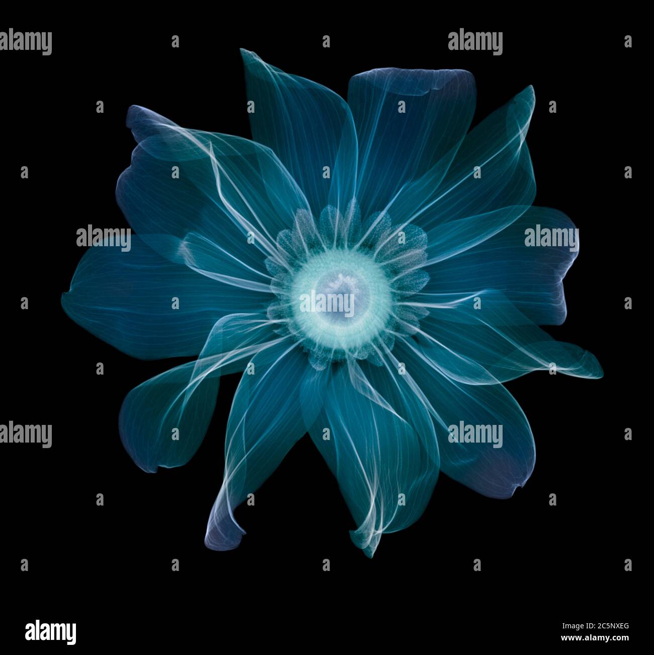 Great coneflower (Rudbeckia maxima), coloured X-ray Stock Photo - Alamy