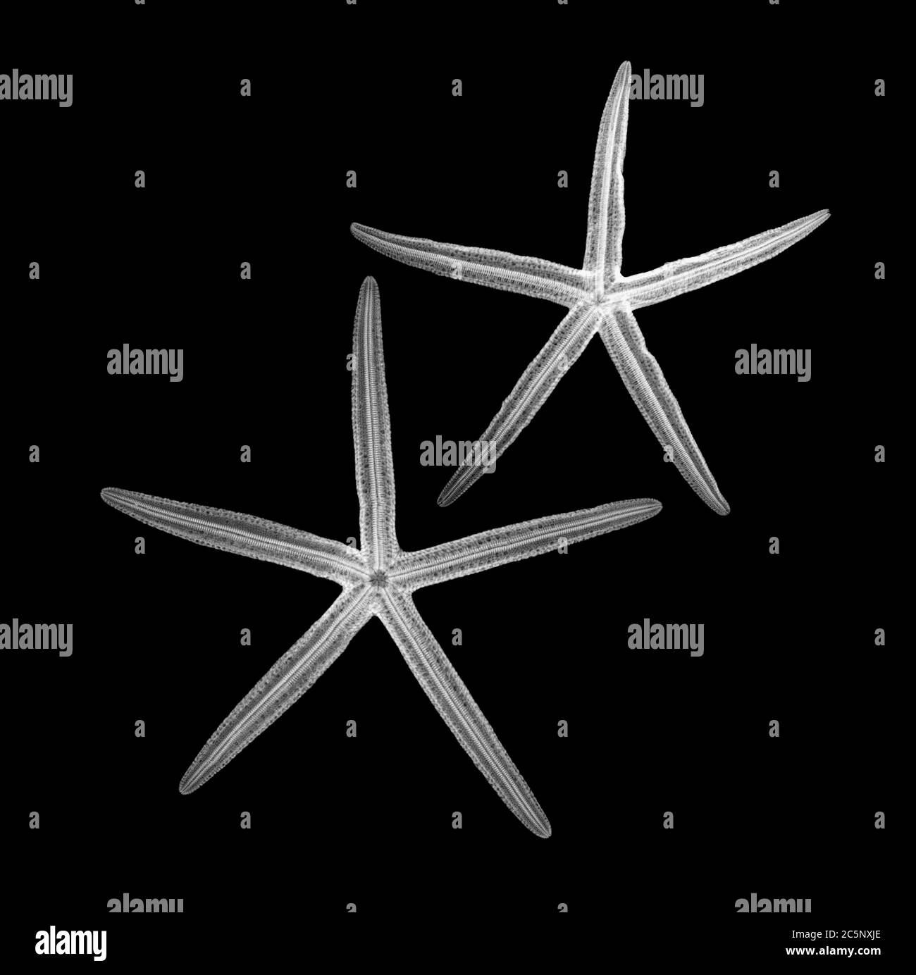 X ray starfish hi-res stock photography and images - Alamy