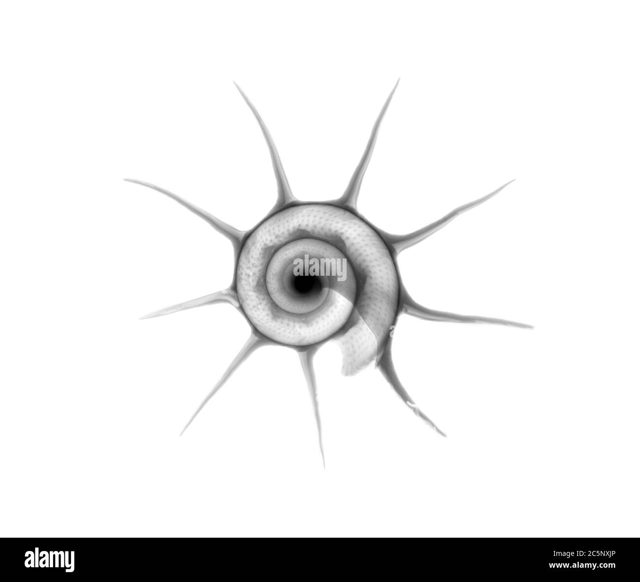 Guildfordia triumphans hi-res stock photography and images - Alamy