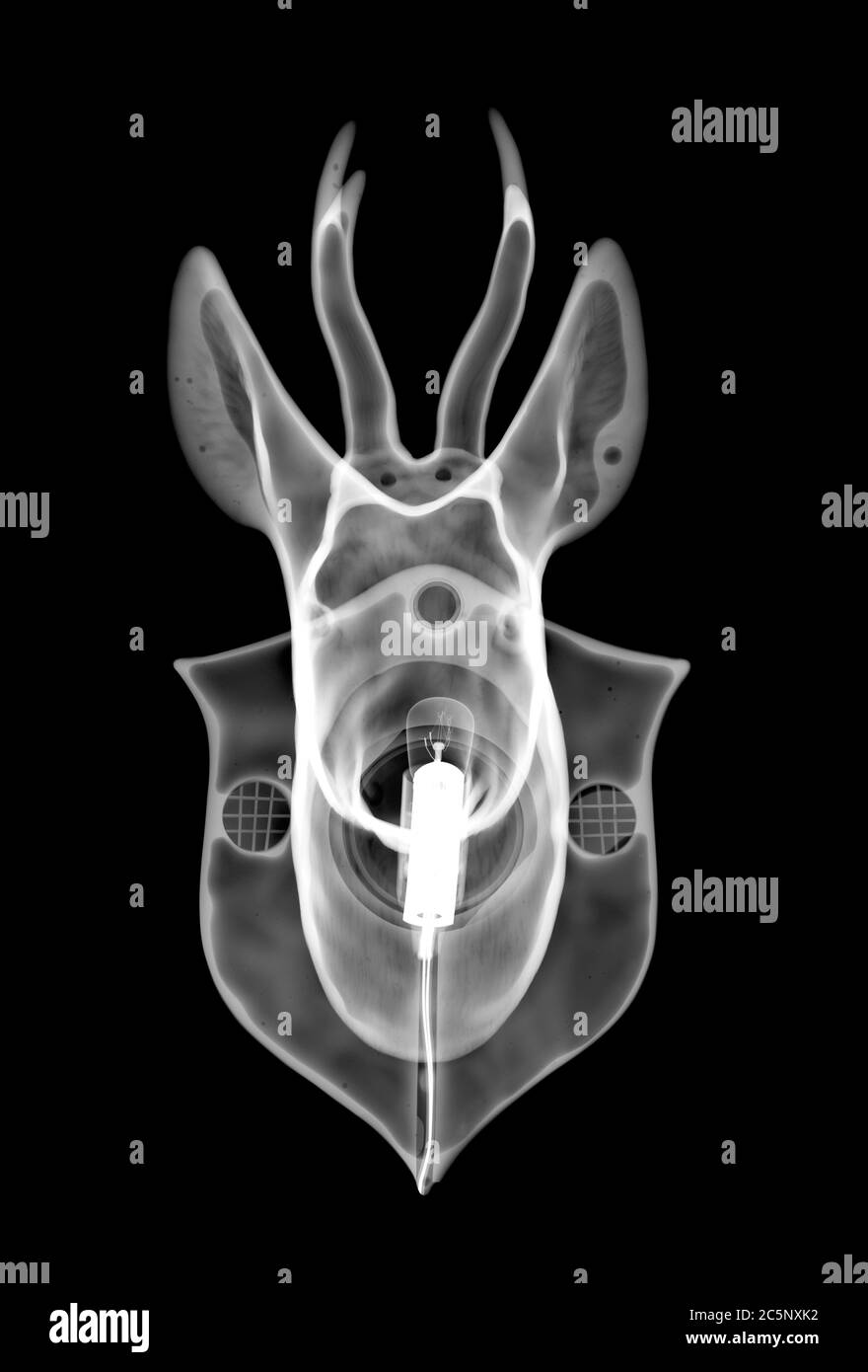 Stag head hi-res stock photography and images - Alamy
