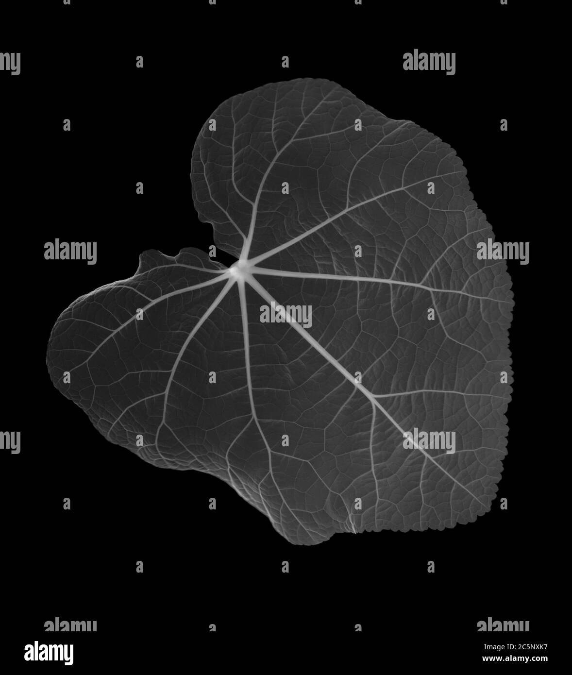 Also common Black and White Stock Photos & Images - Alamy