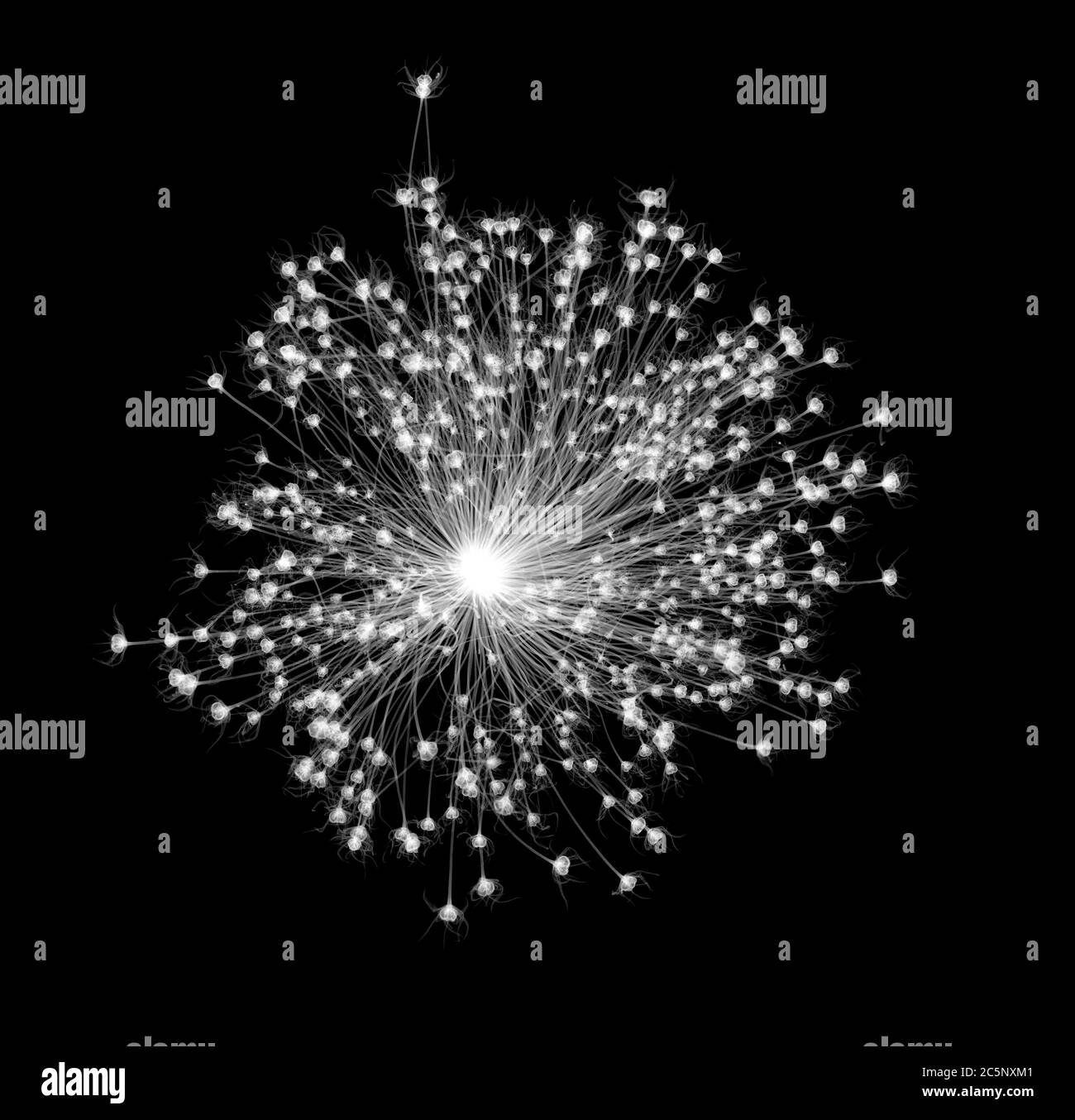 Life silver Black and White Stock Photos & Images - Alamy