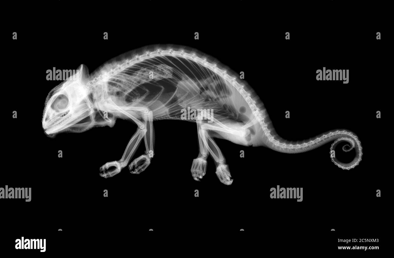 Chameleon Anatomy