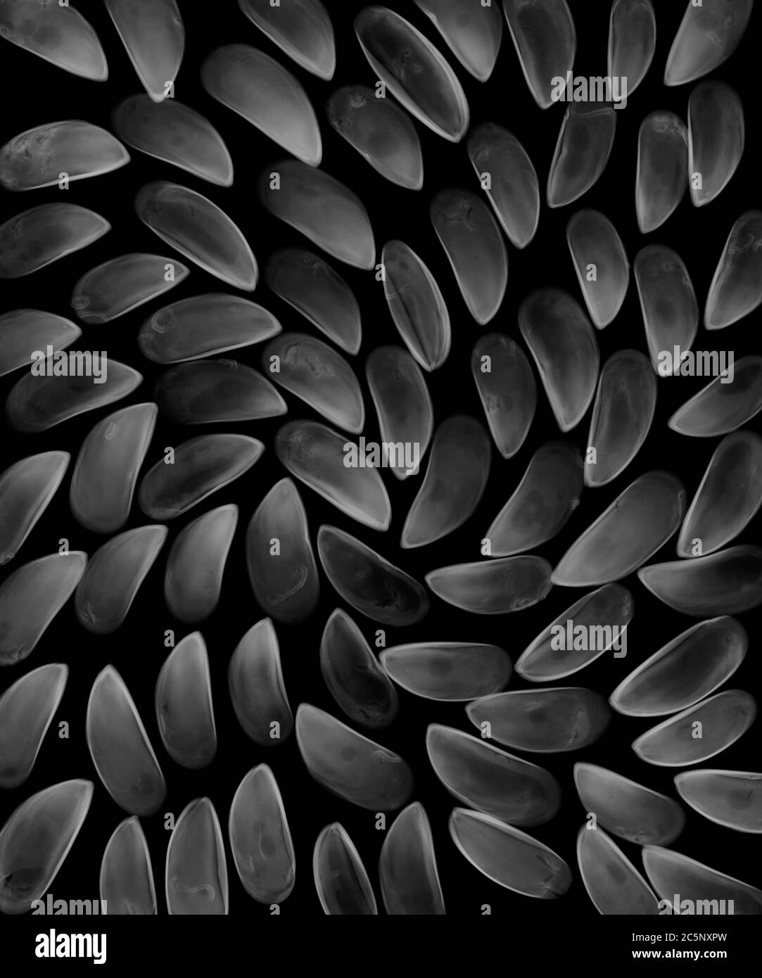 Mussel shells hi-res stock photography and images - Alamy