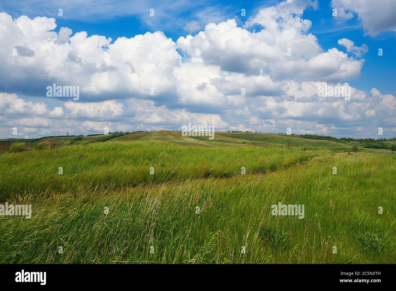 Summer natural landscape, meadow, field with a path, fresh green grass ...