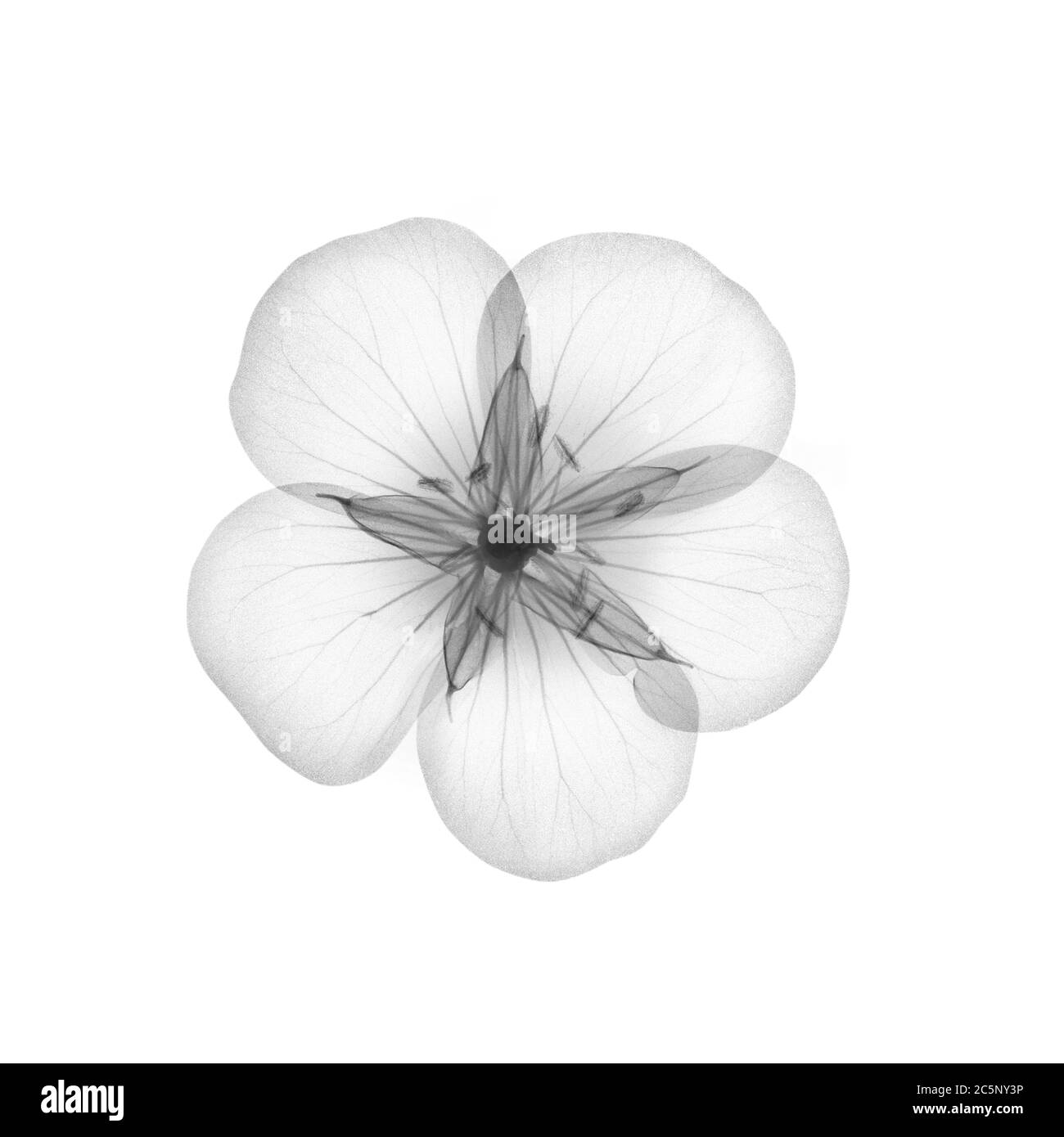Geranium radiography x ray hi-res stock photography and images - Alamy
