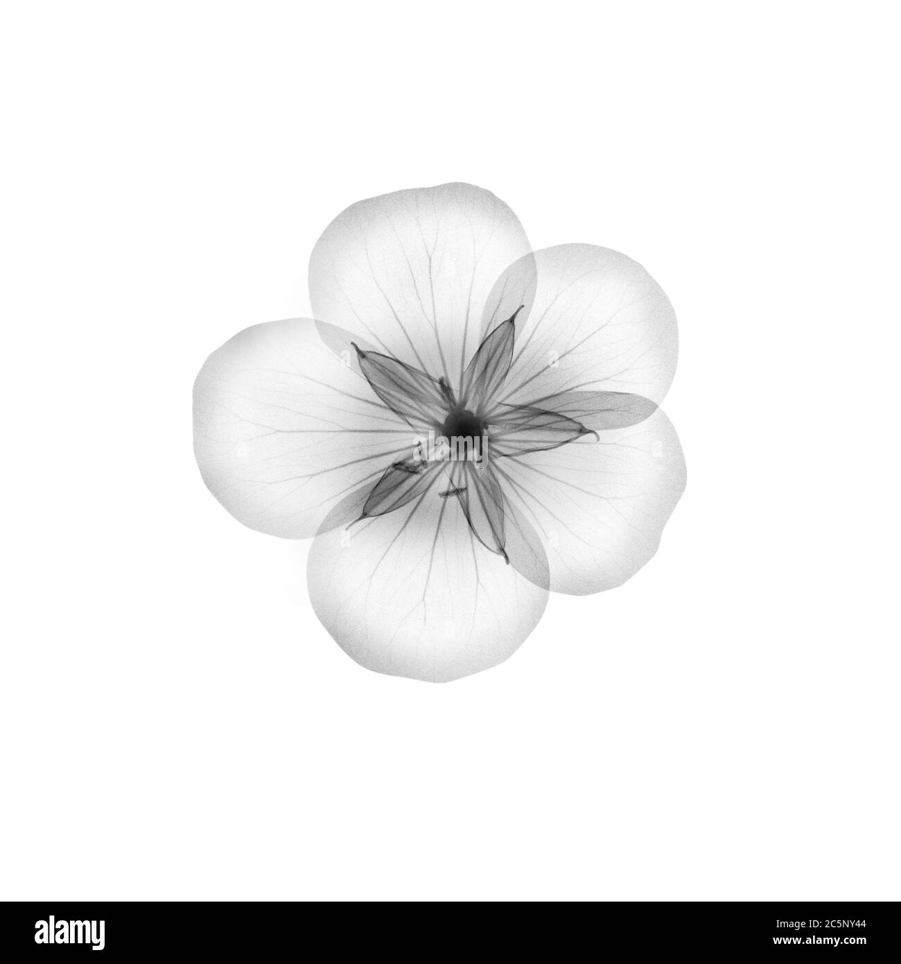 Geranium radiography x ray hi-res stock photography and images - Alamy