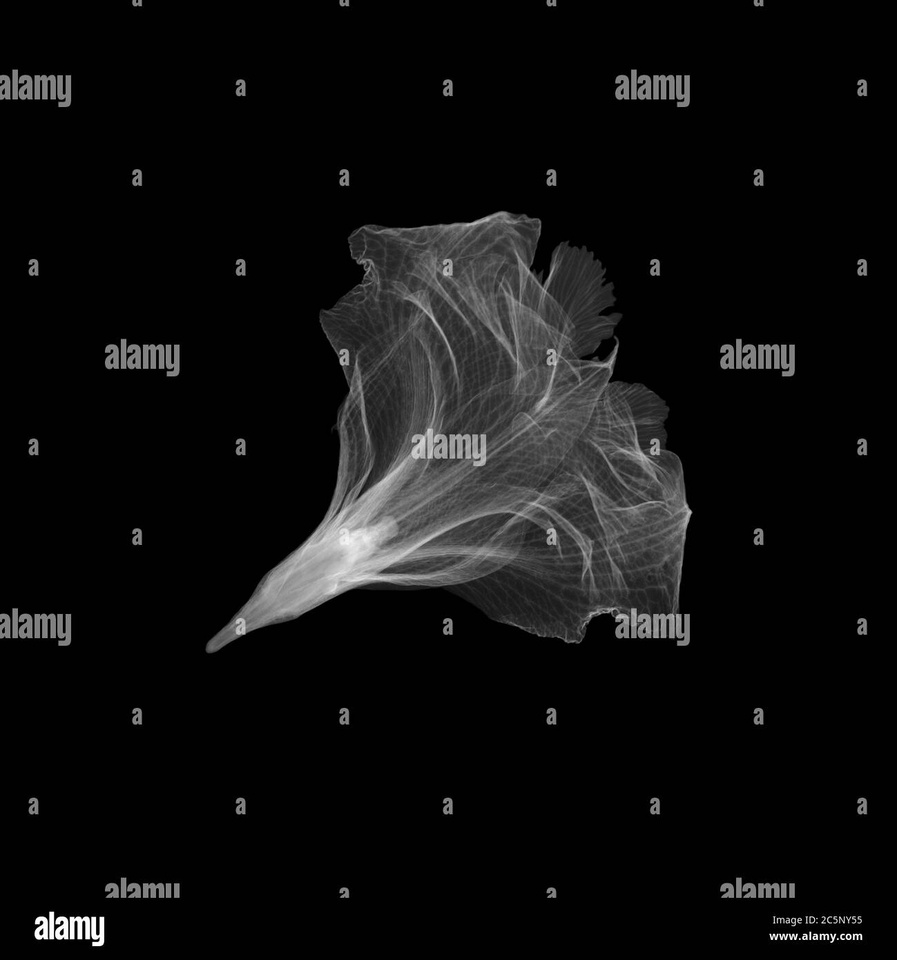 Dried dendrobium, X-ray Stock Photo - Alamy