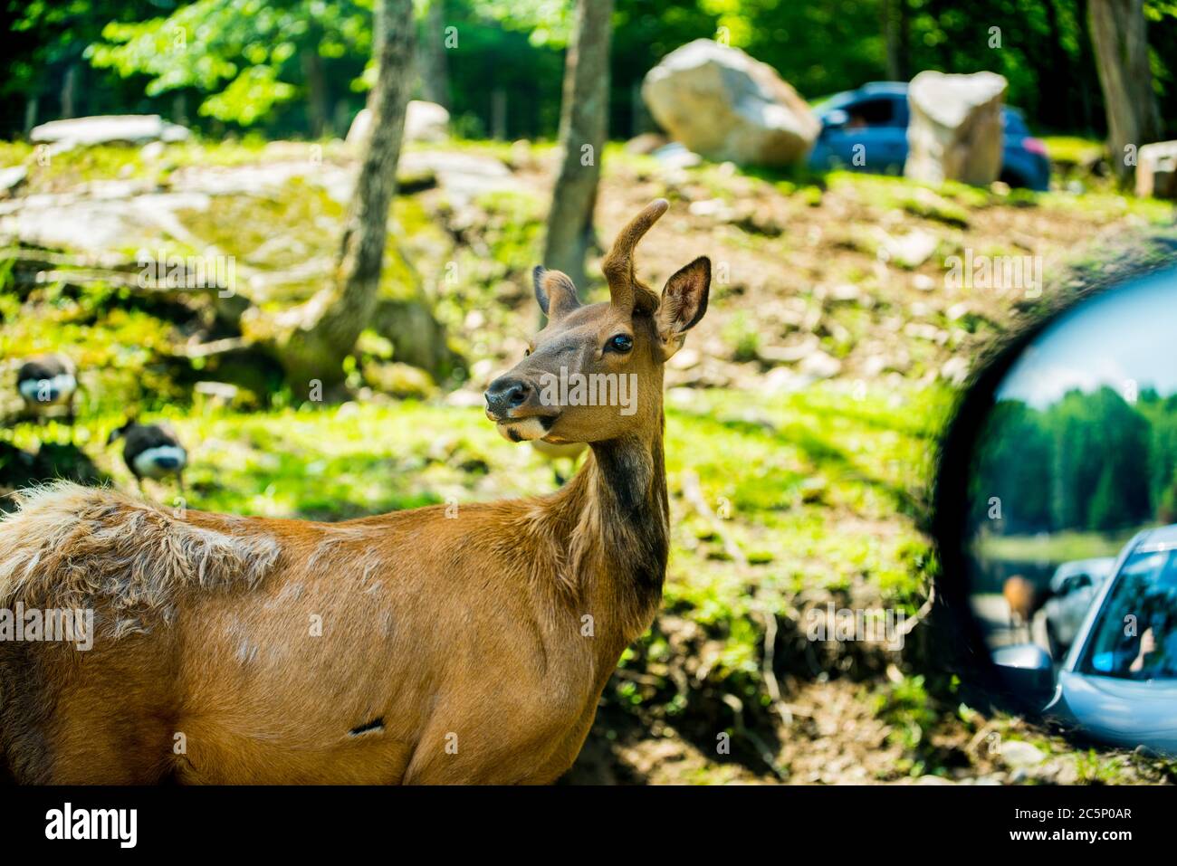 Parc Omega, Canada - July 3 2020: Roaming elk in the Omega Park in ...