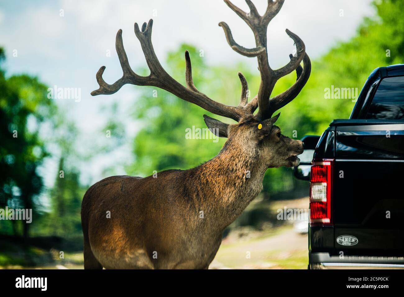 Parc Omega, Canada - July 3 2020: Roaming elk in the Omega Park in ...