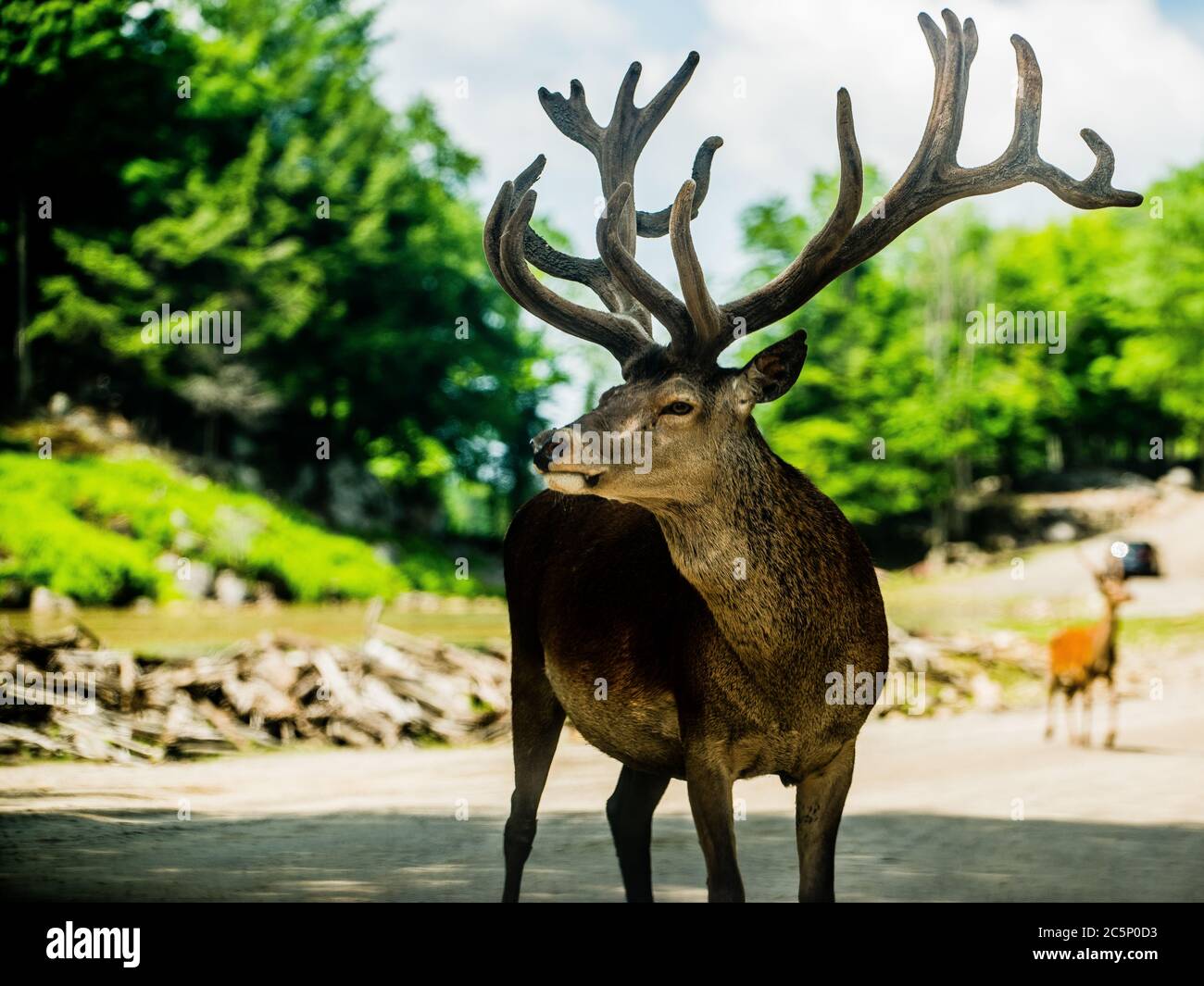 Parc Omega, Canada - July 3 2020: Roaming elk in the Omega Park in ...