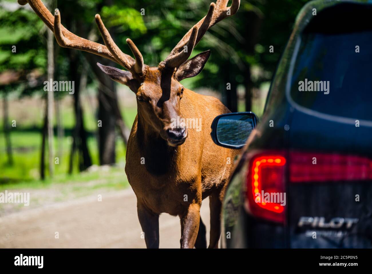 Parc Omega, Canada - July 3 2020: Roaming elk in the Omega Park in ...