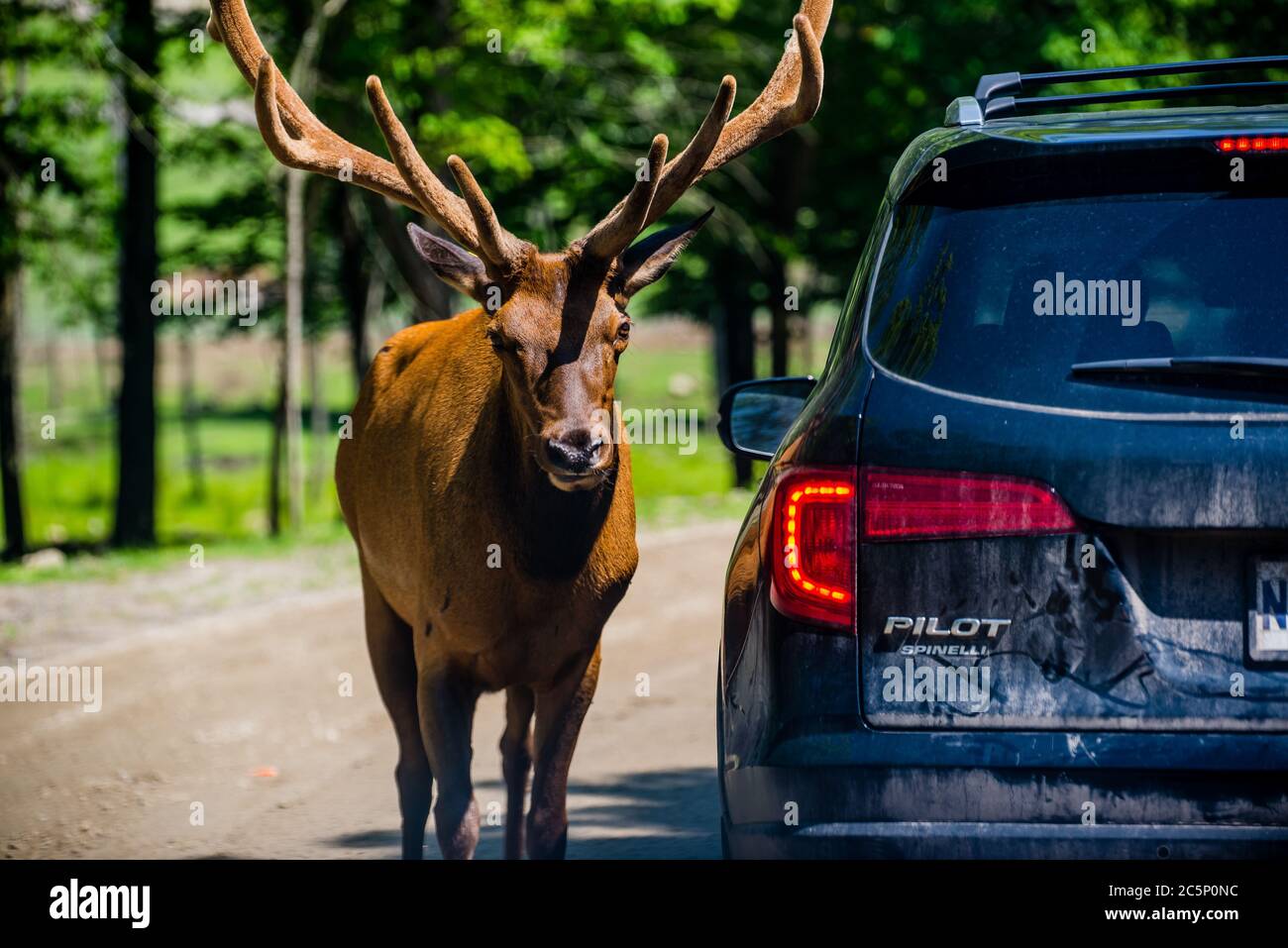 Parc Omega, Canada - July 3 2020: Roaming elk in the Omega Park in ...