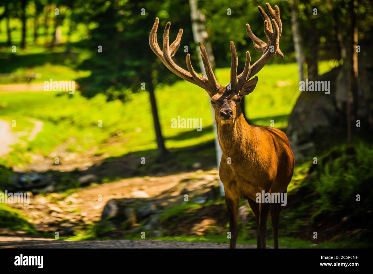 Parc Omega, Canada - July 3 2020: Roaming elk in the Omega Park in ...