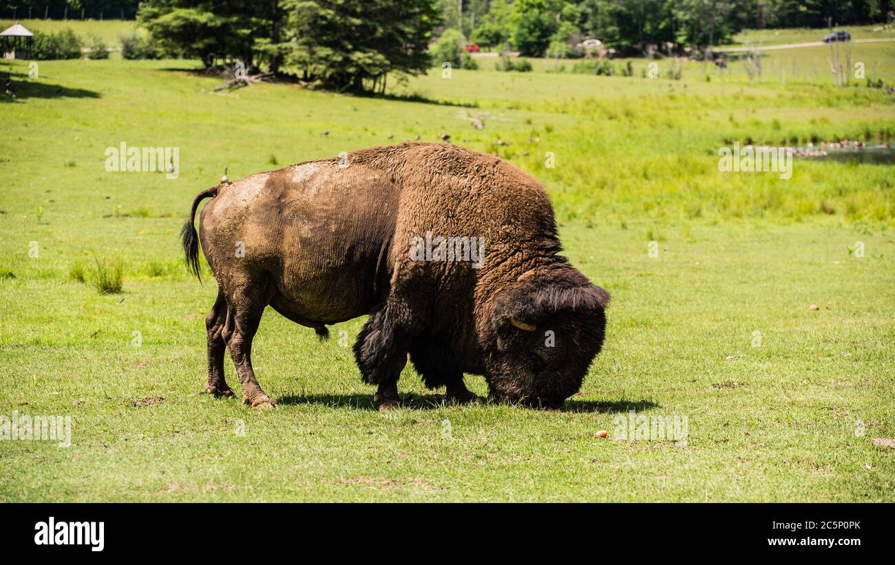Parc Omega, Canada -July 3 2020: The bison in the Omega Park in Canada ...