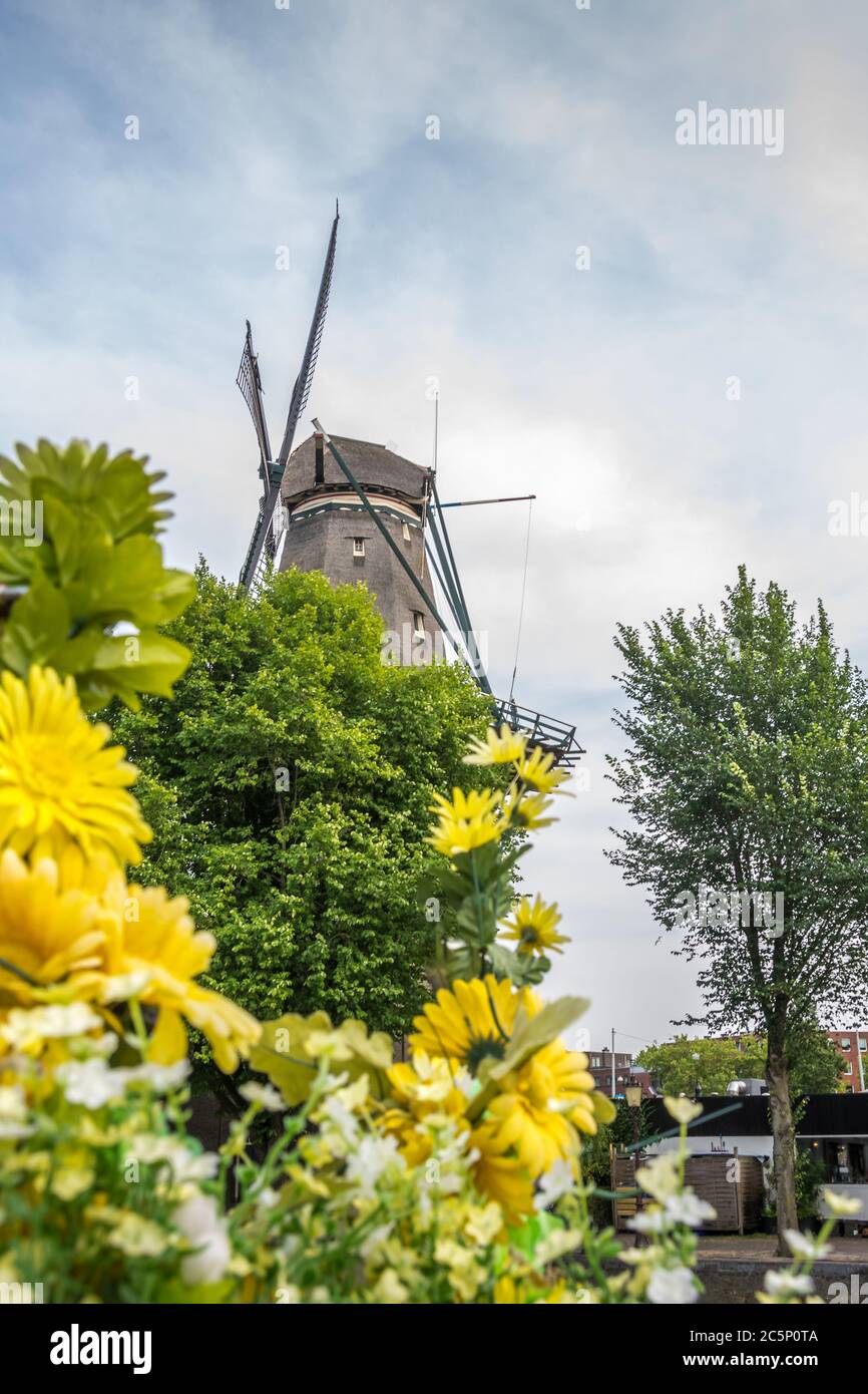 The De Gooyer mill behind the flowers. Focus in the background Stock ...