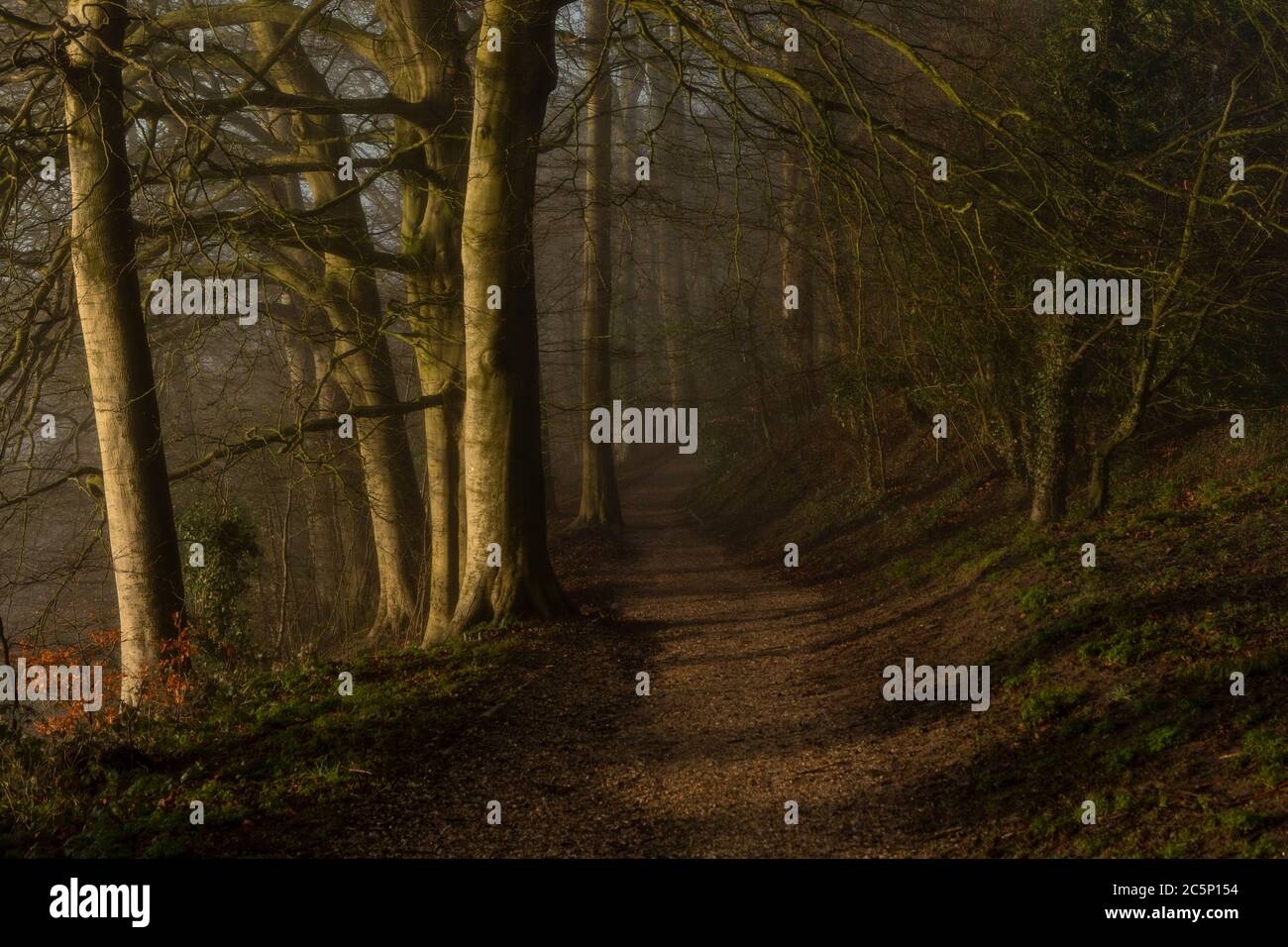 Beech Trees In Winter High Resolution Stock Photography and Images - Alamy