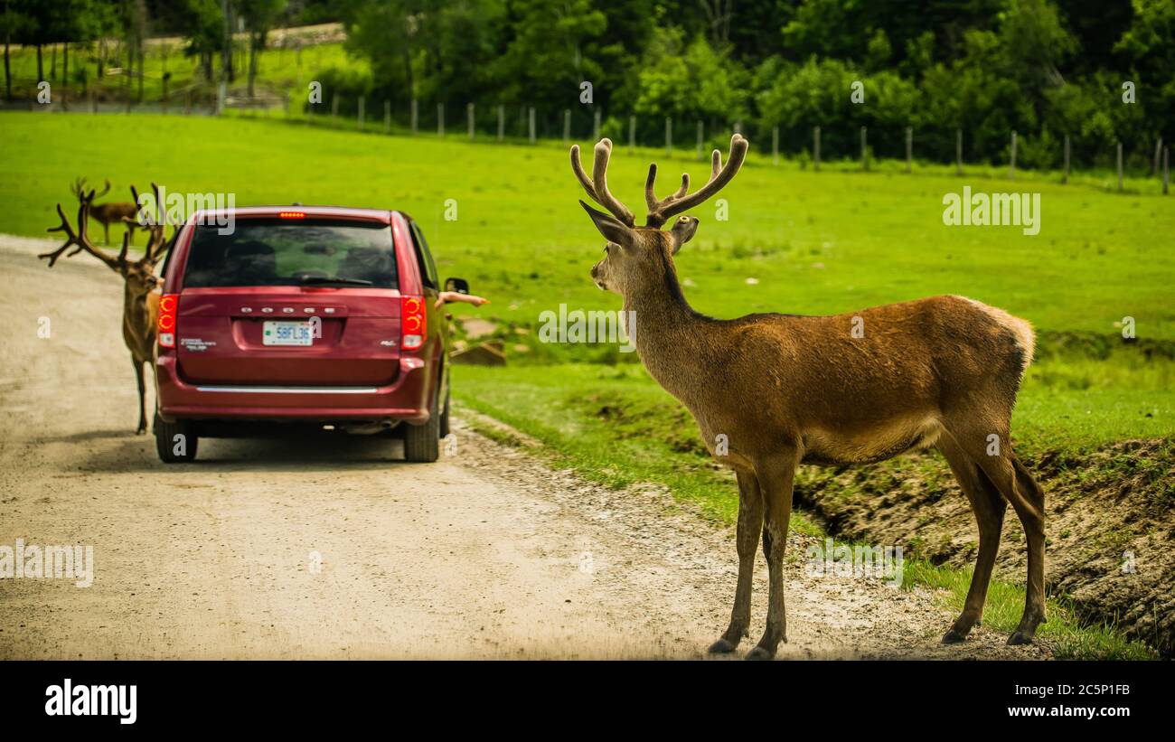 Parc Omega, Canada - July 3 2020: Roaming elk in the Omega Park in ...