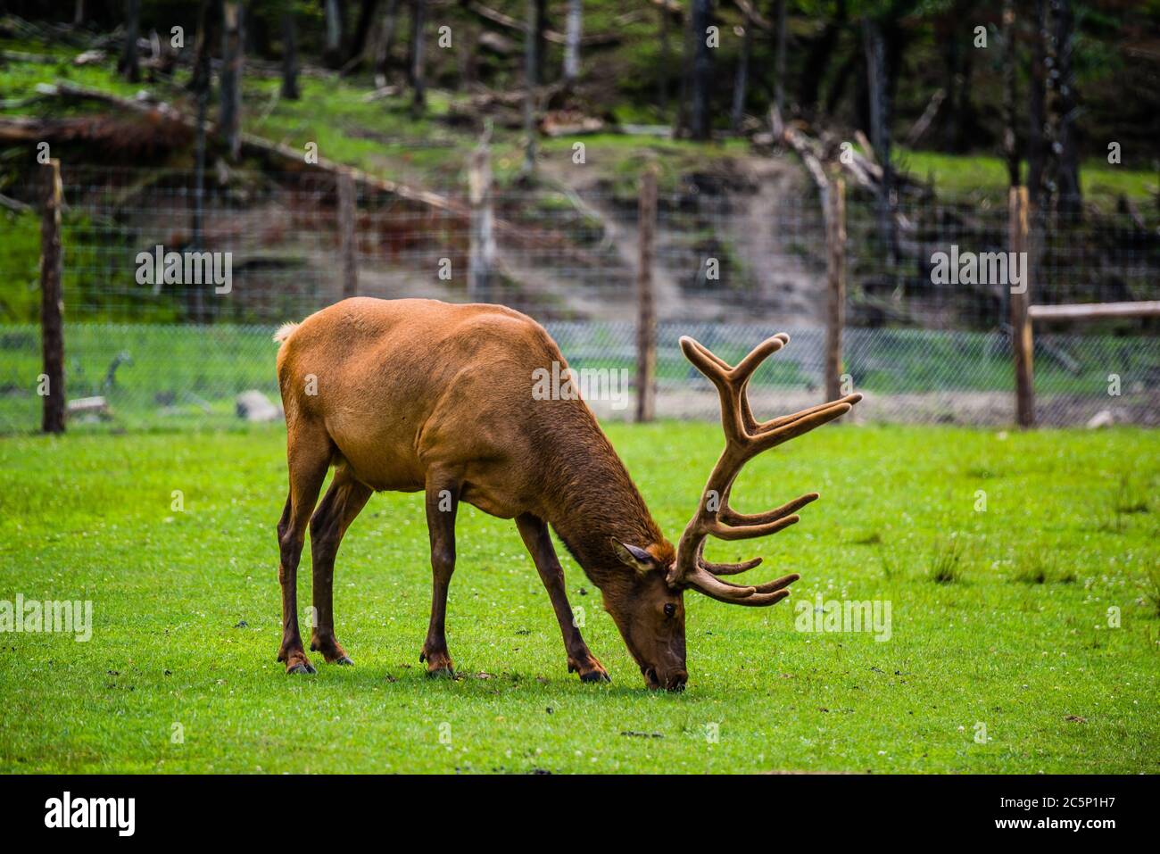 Parc Omega, Canada - July 3 2020: Roaming elk in the Omega Park in ...