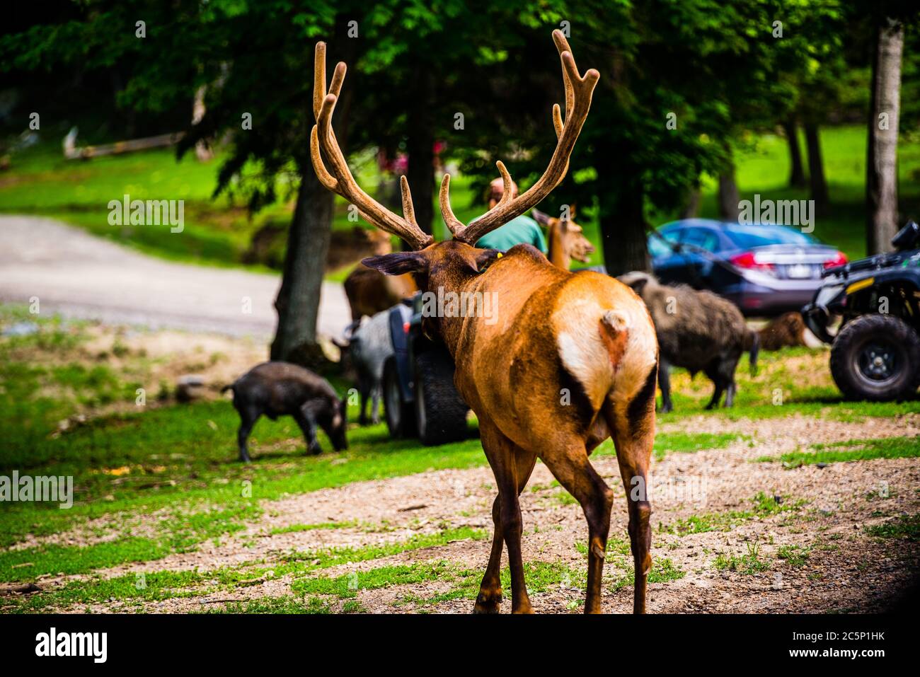 Parc Omega, Canada - July 3 2020: Roaming elk in the Omega Park in ...