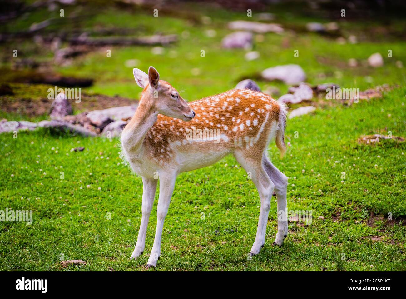 Parc Omega, Canada - July 3 2020: Beautiful Sika deer in the Omega Park ...