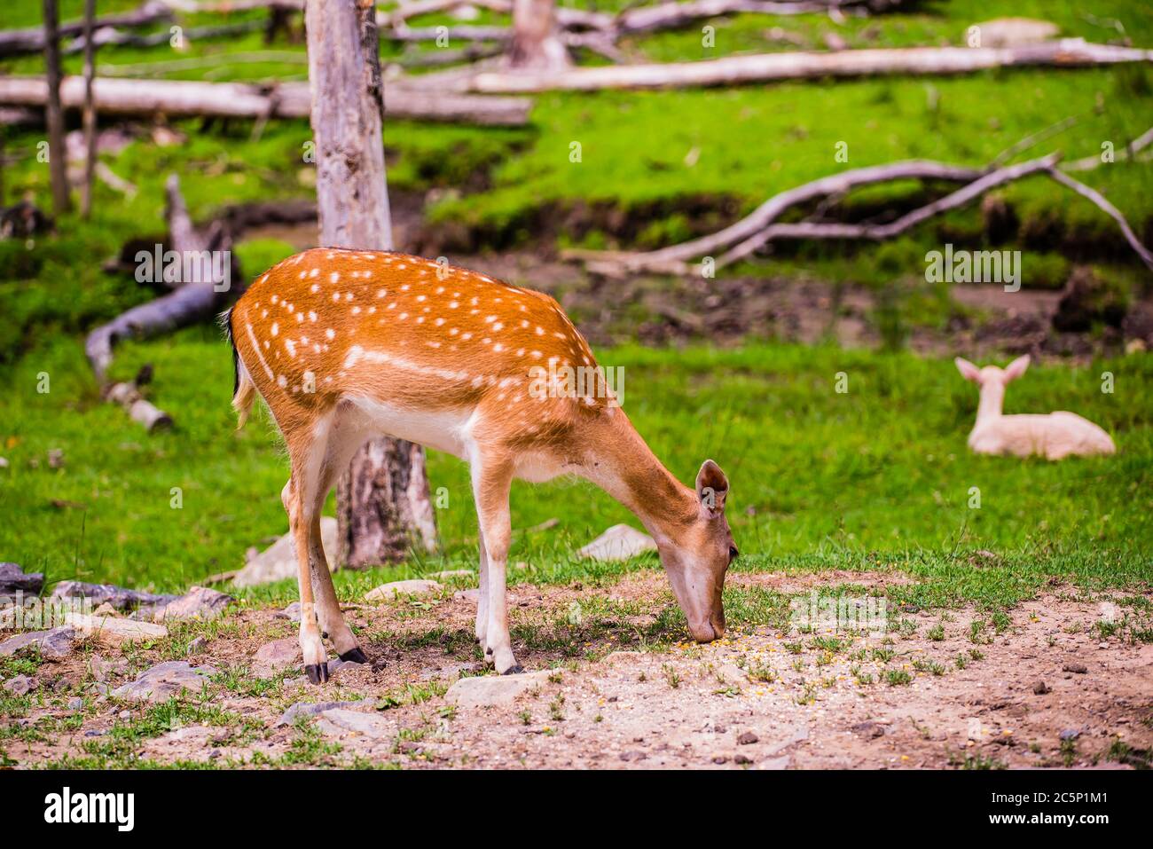 Parc Omega, Canada - July 3 2020: Beautiful Sika deer in the Omega Park ...