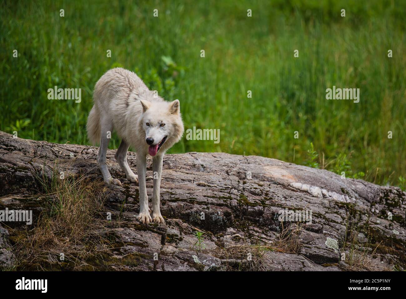 Parc Omega, Canada, July 3 2020 - Arctic Wolf in the Omega Park in ...