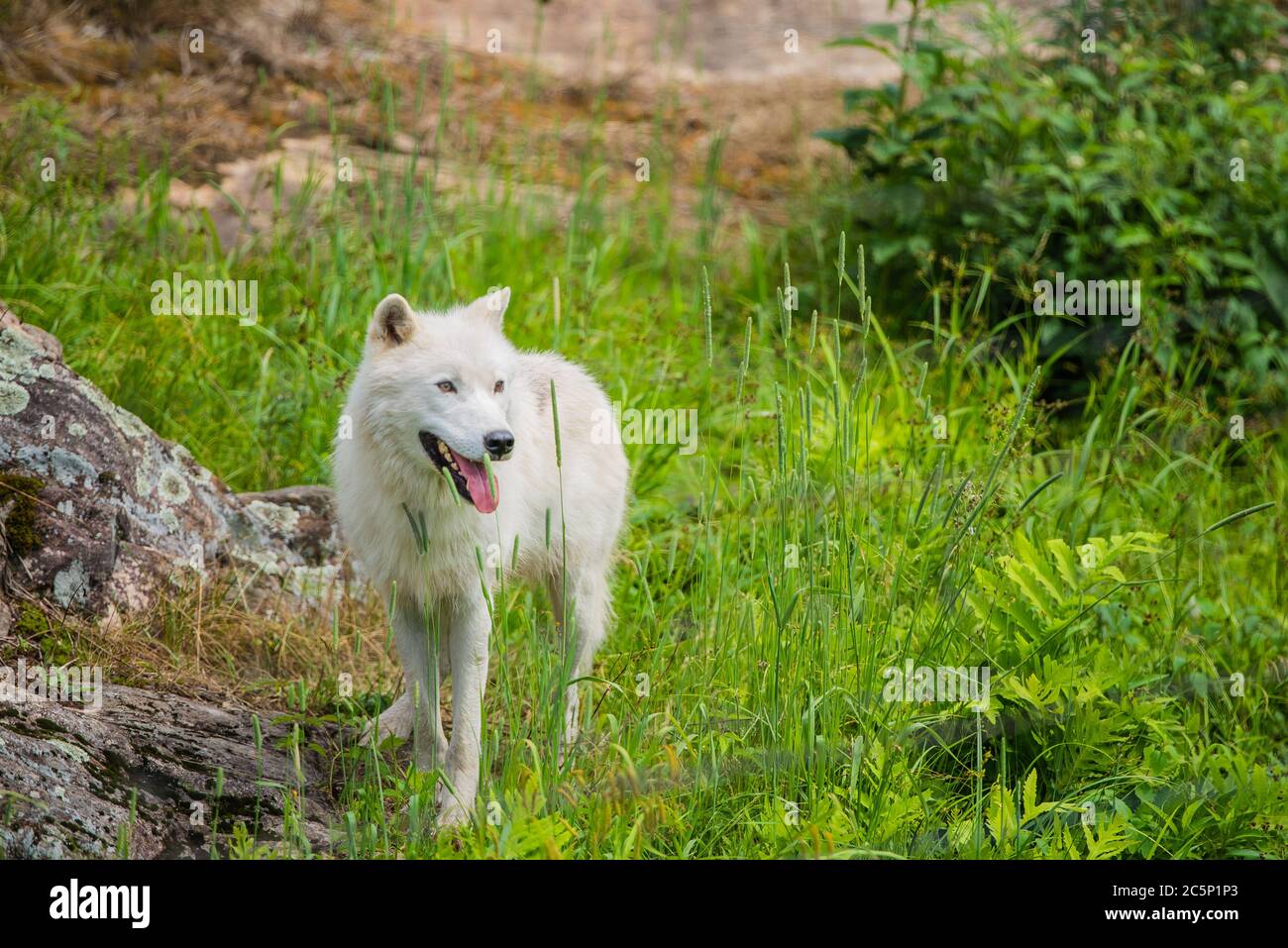 Parc Omega, Canada, July 3 2020 - Arctic Wolf in the Omega Park in ...