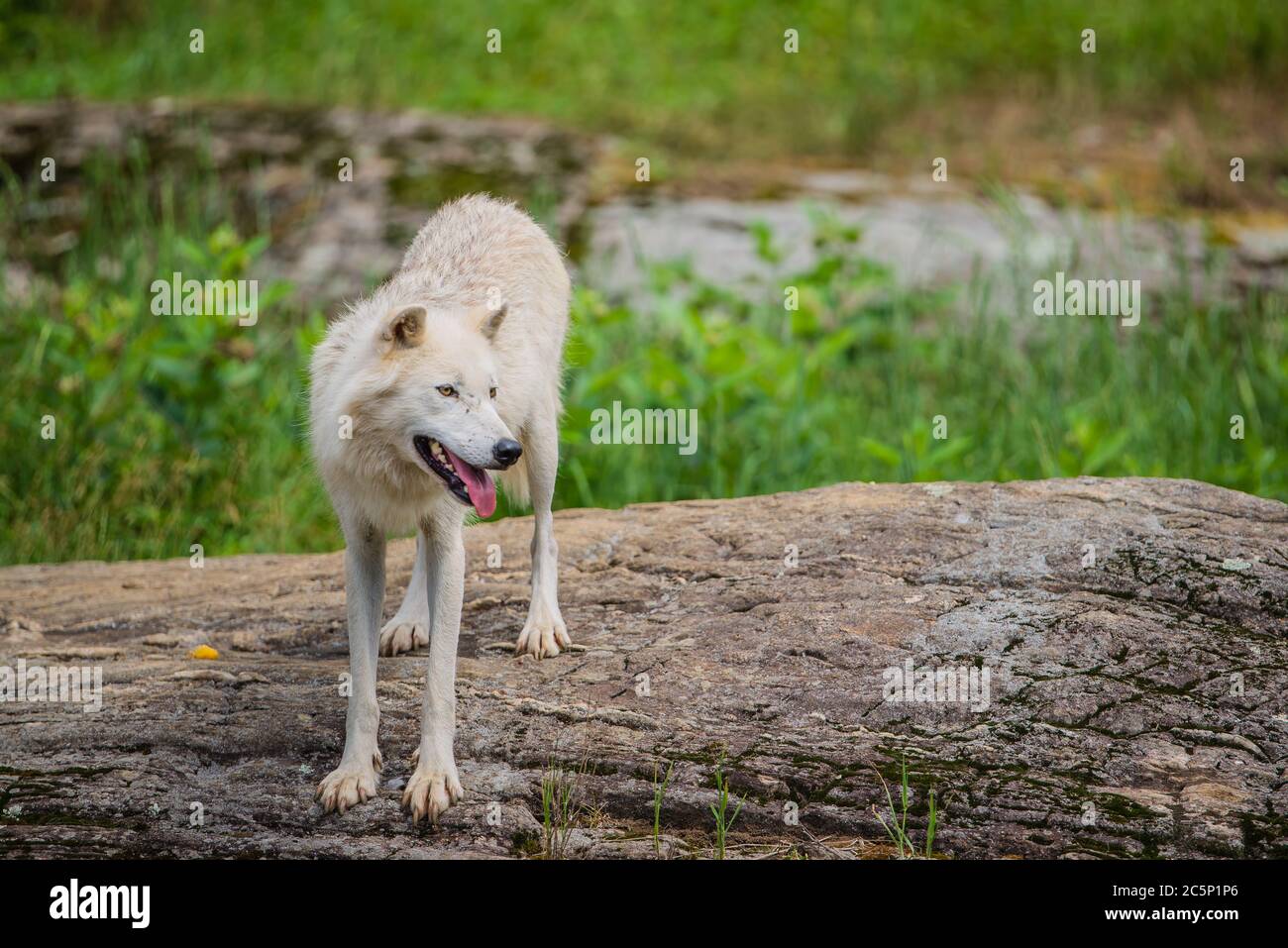 Parc Omega, Canada, July 3 2020 - Arctic Wolf in the Omega Park in ...