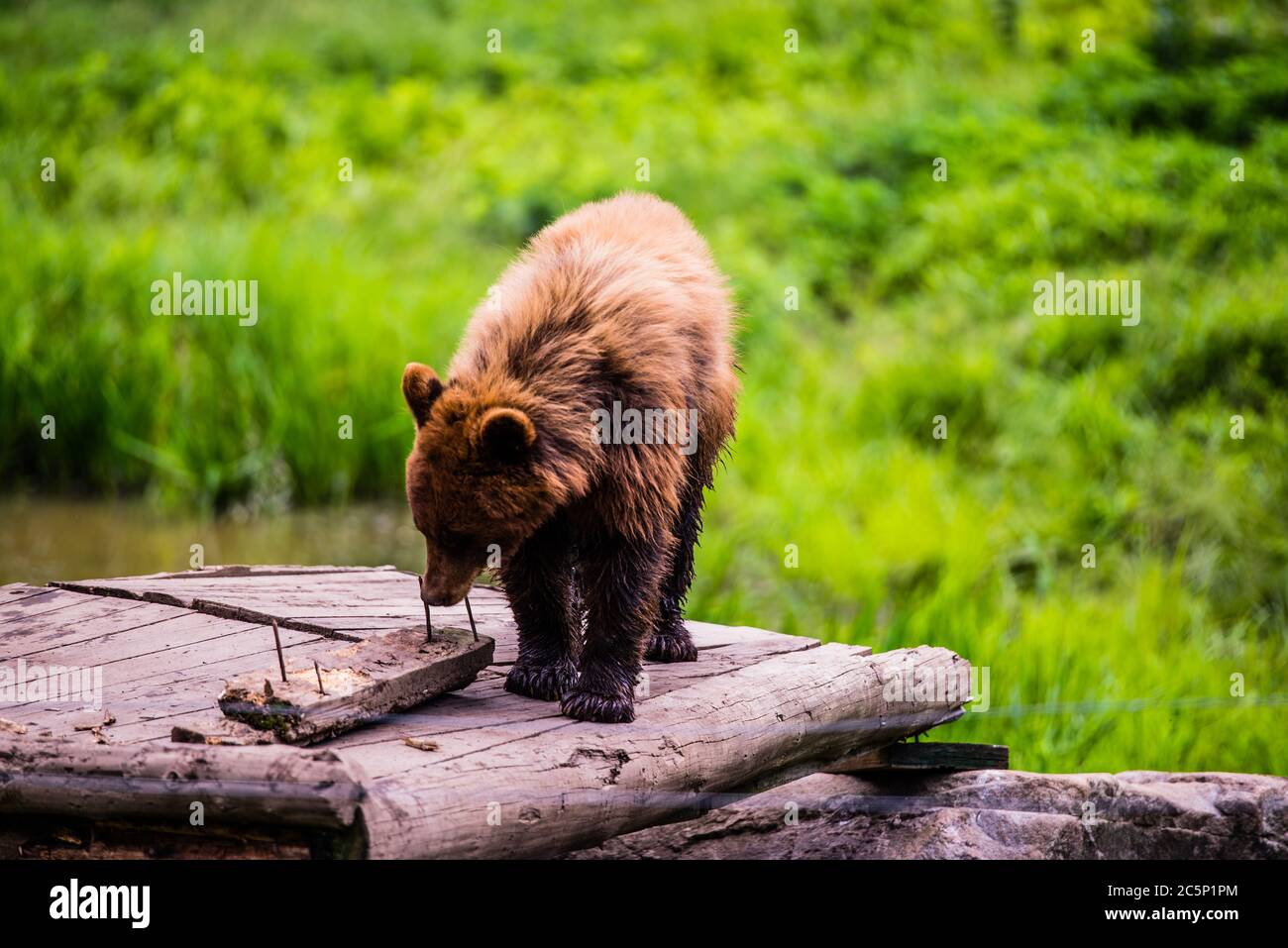 Parc Omega, Canada - July 3 2020: Brown bear in the Omega Park in ...