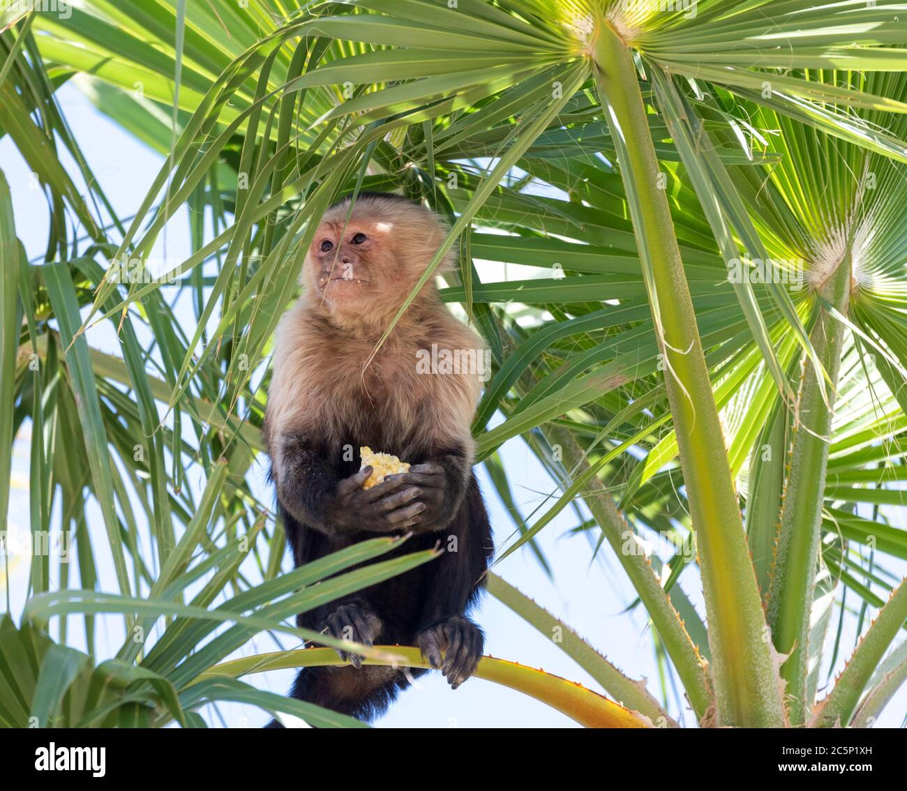 Monkey eating corn hi-res stock photography and images - Alamy