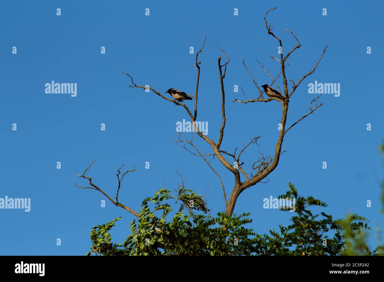 Two crows are sitting on the dead dried tree Stock Photo - Alamy