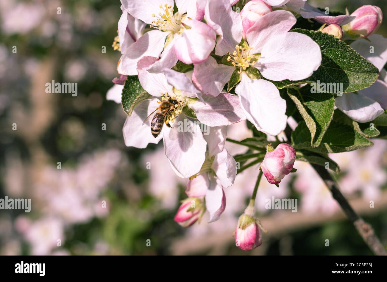 honey bee on apple tree blossoms in spring in South Tyrol Italy ...