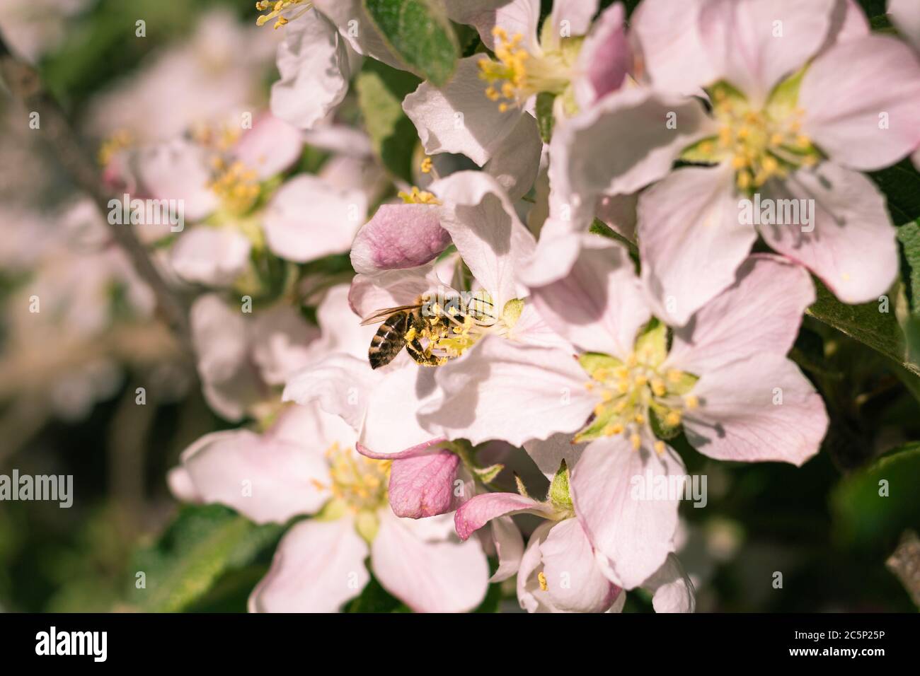 Save tree hi-res stock photography and images - Alamy