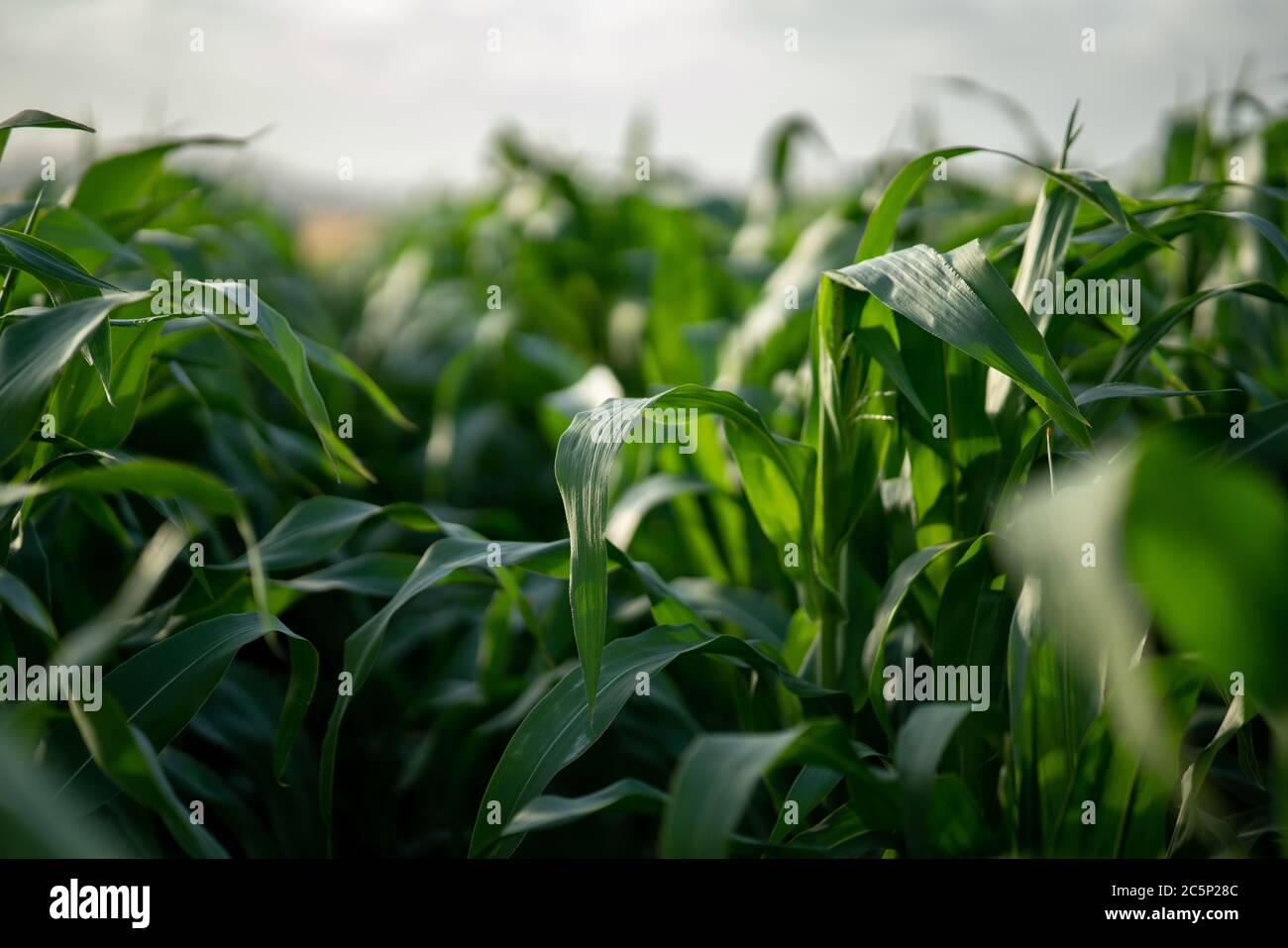Cornfield in indiana hi-res stock photography and images - Alamy
