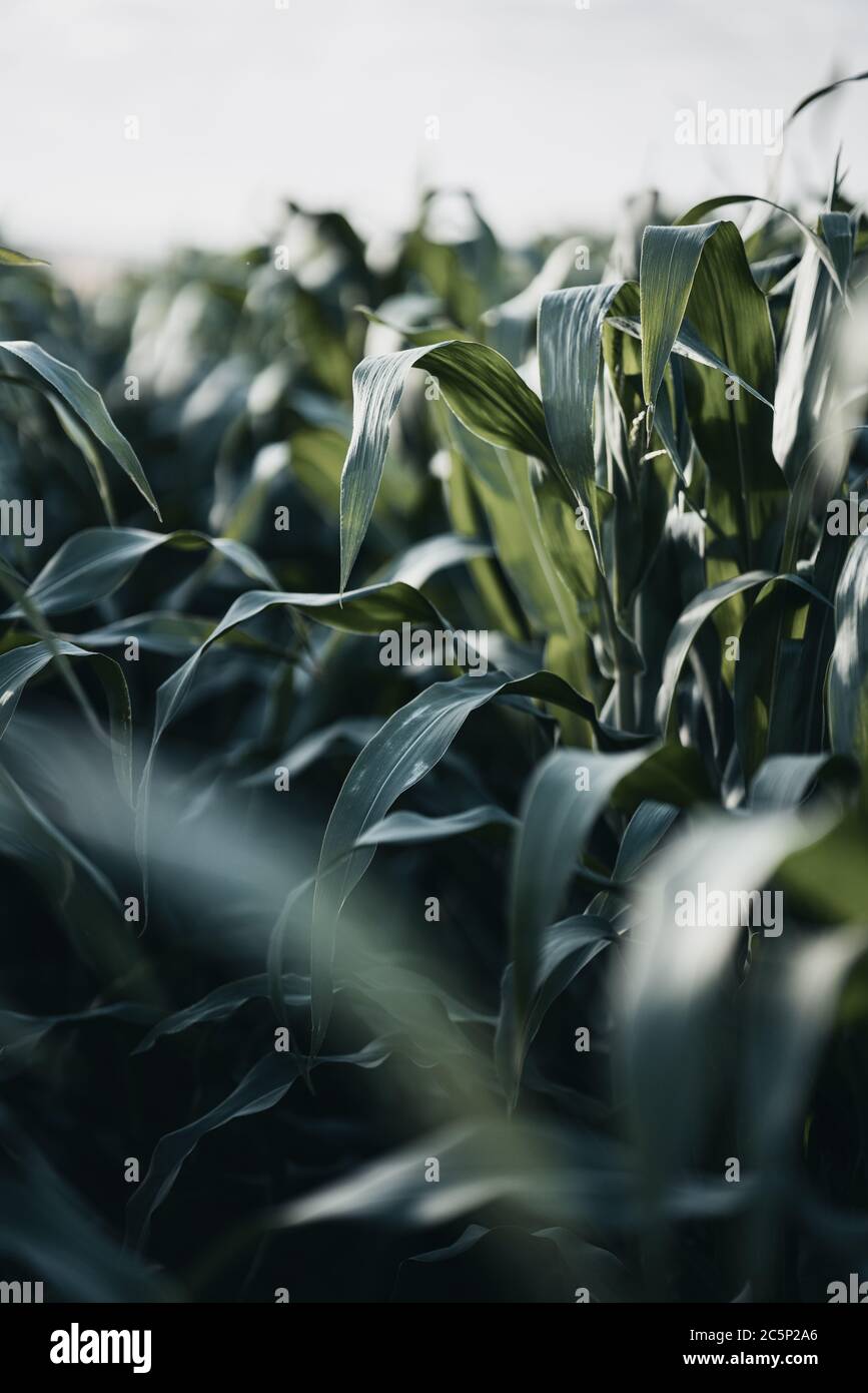 field of young corn in may Stock Photo - Alamy