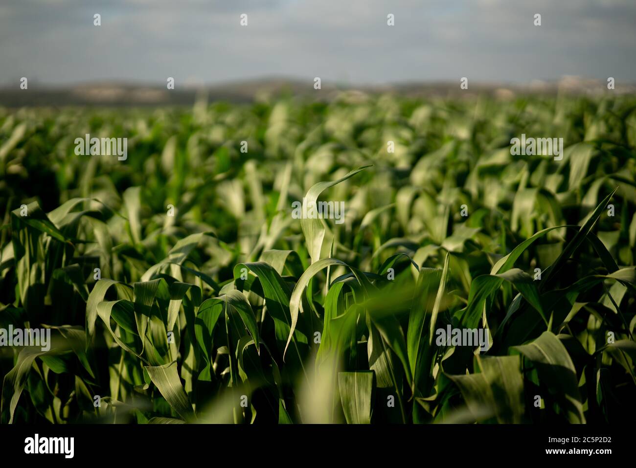 Indiana corn field landscape hi-res stock photography and images - Alamy