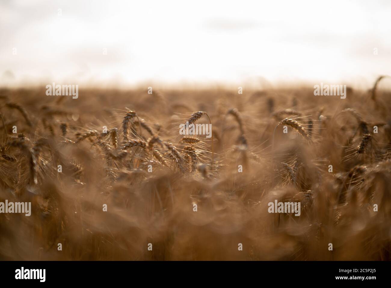 wheat field before harvest Stock Photo - Alamy