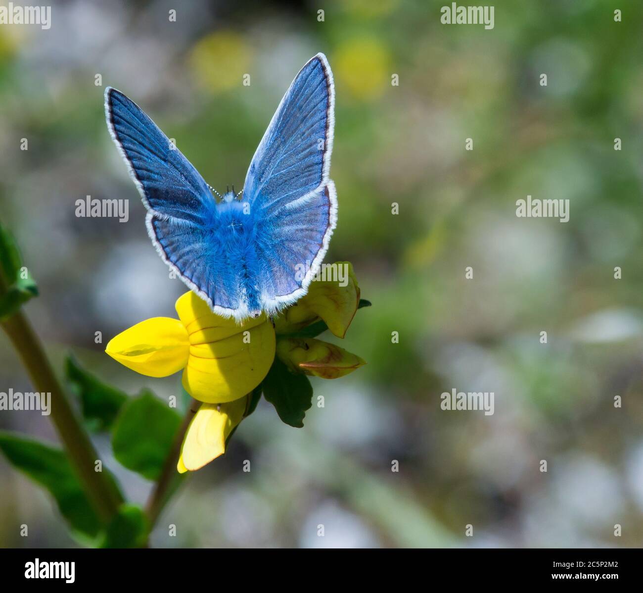 common blue butterfly (polyommatus icarus) on lotus corniculatus in ...