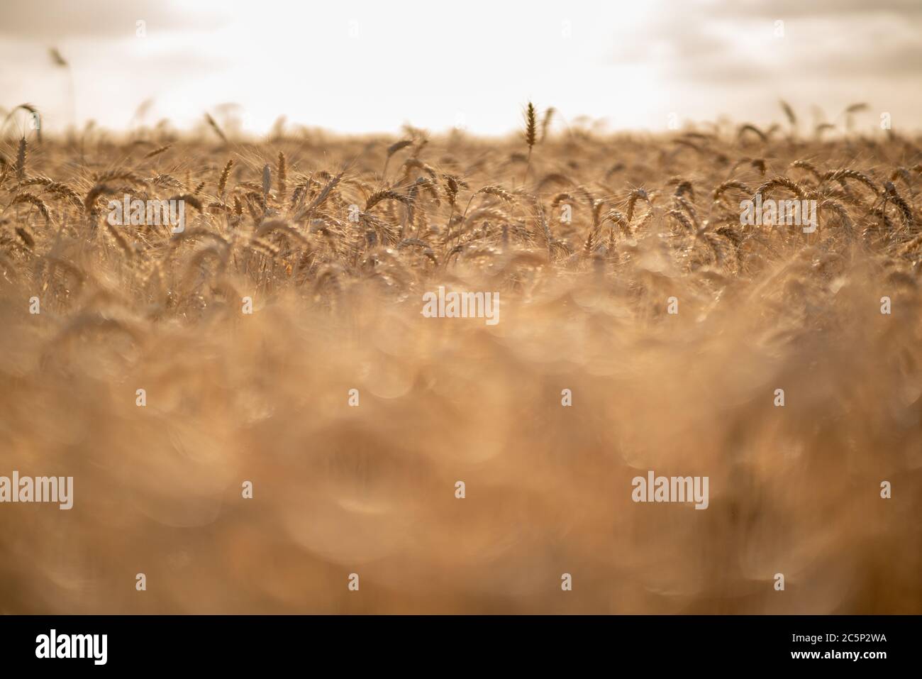 wheat field before harvest Stock Photo - Alamy