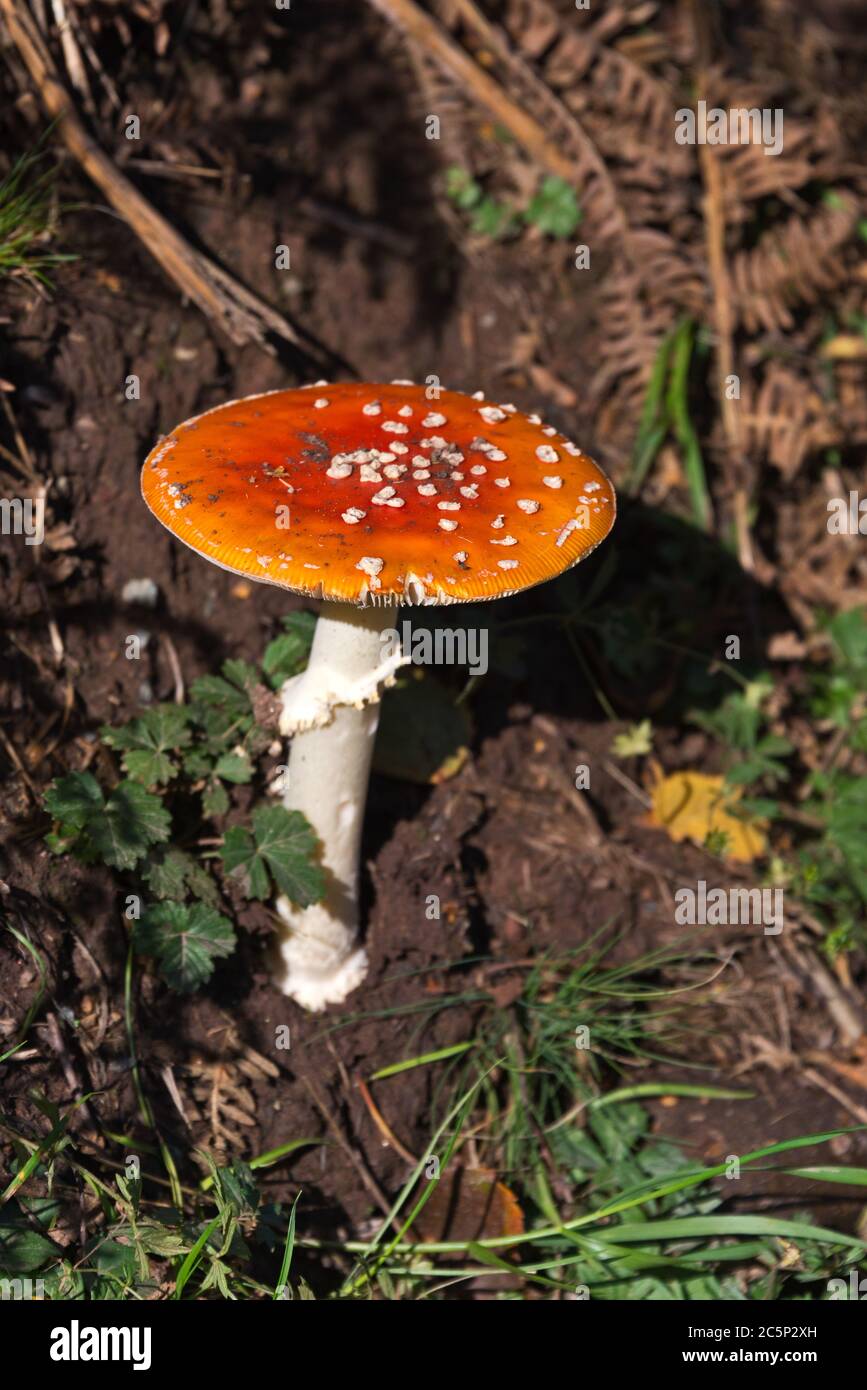 Ley hill park hi-res stock photography and images - Alamy