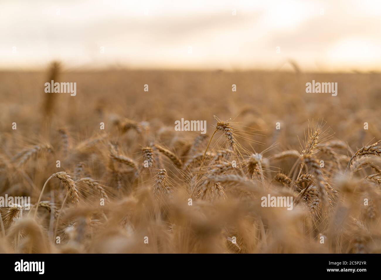Plough agricultural field before sowing hi-res stock photography and ...