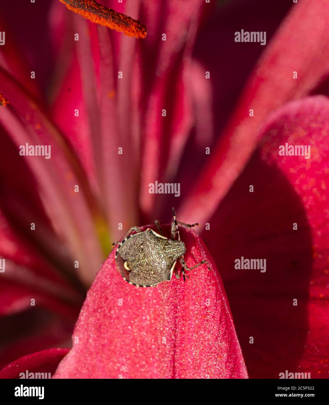 Macro of brown marmorated stink bug (halyomorpha halys) on amaryllis ...