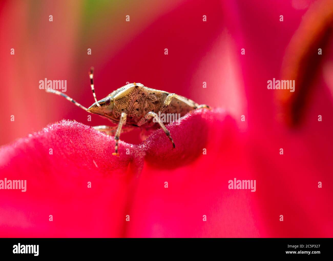 Macro of a brown marmorated stink bug (halyomorpha halys) on amaryllis ...