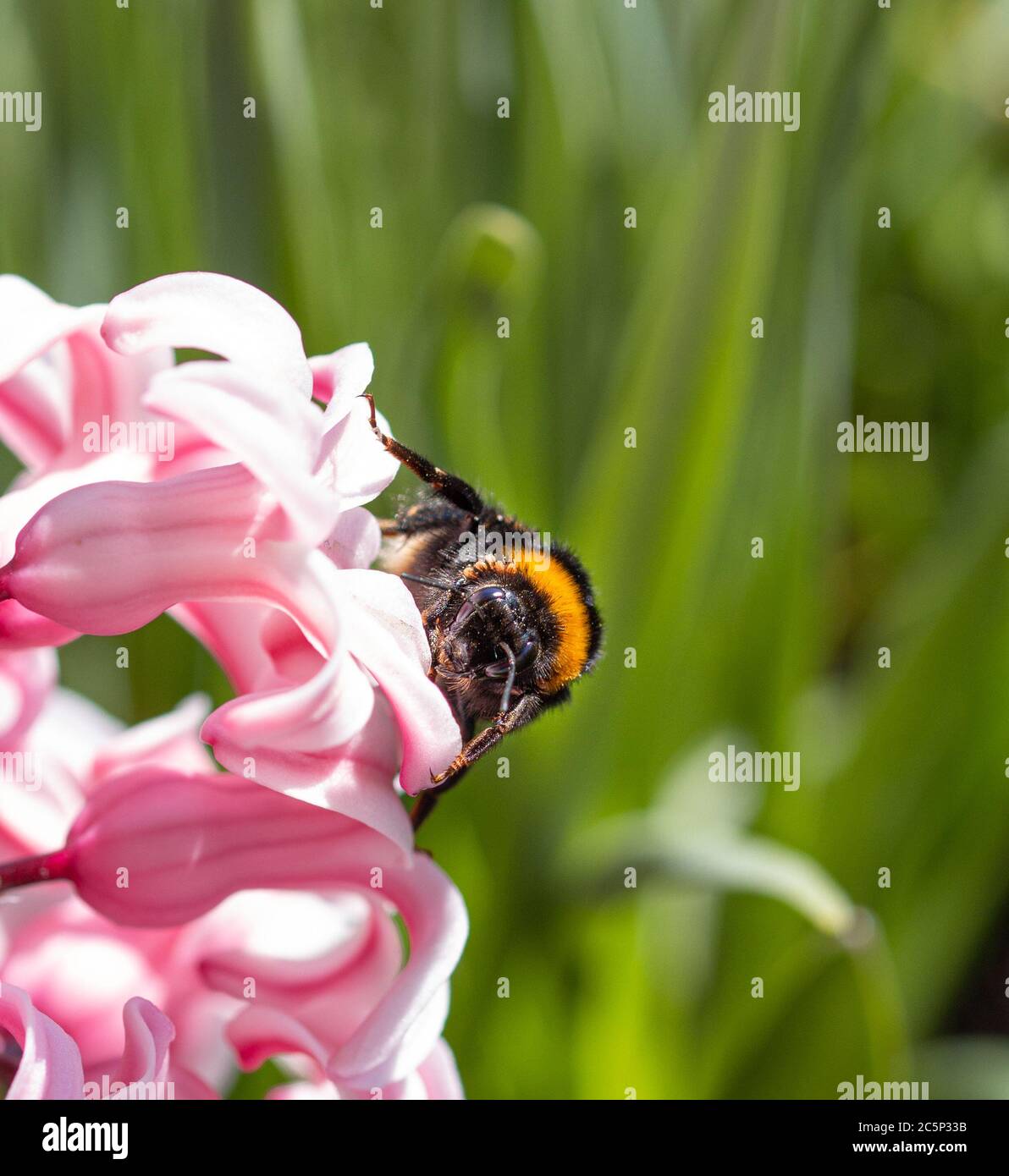 close up of a bumble bee on pink hyacinthus blossom with beautiful ...