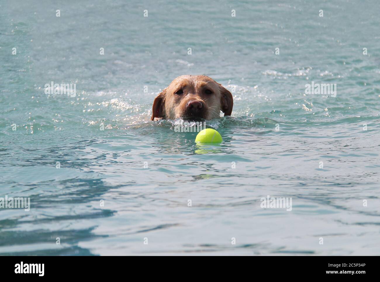 Labrador Dog Swimming Towards a Floating Tennis Ball Stock Photo - Alamy